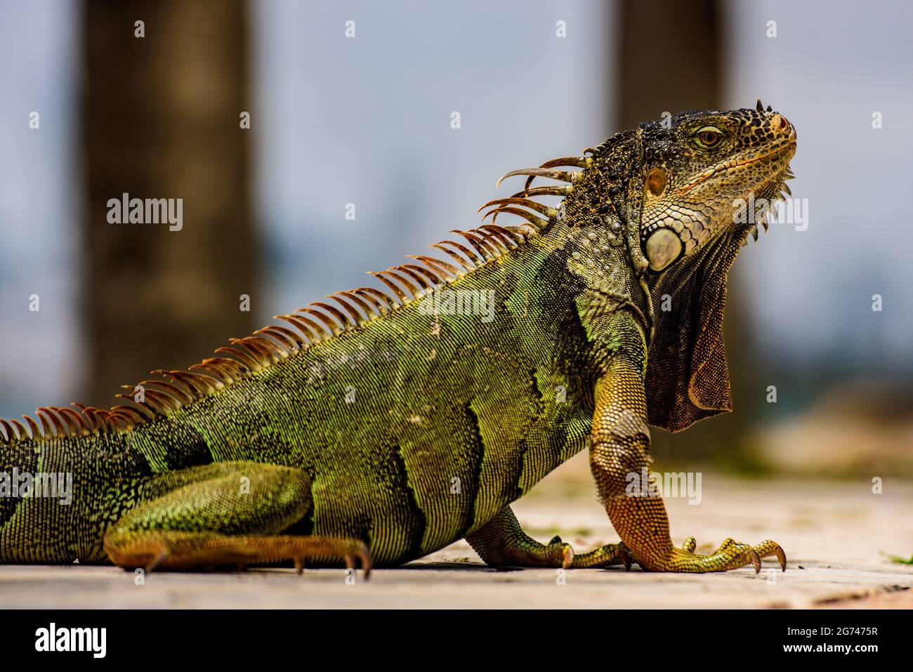Green Iguana, also known as Common or American iguana, on nature ...