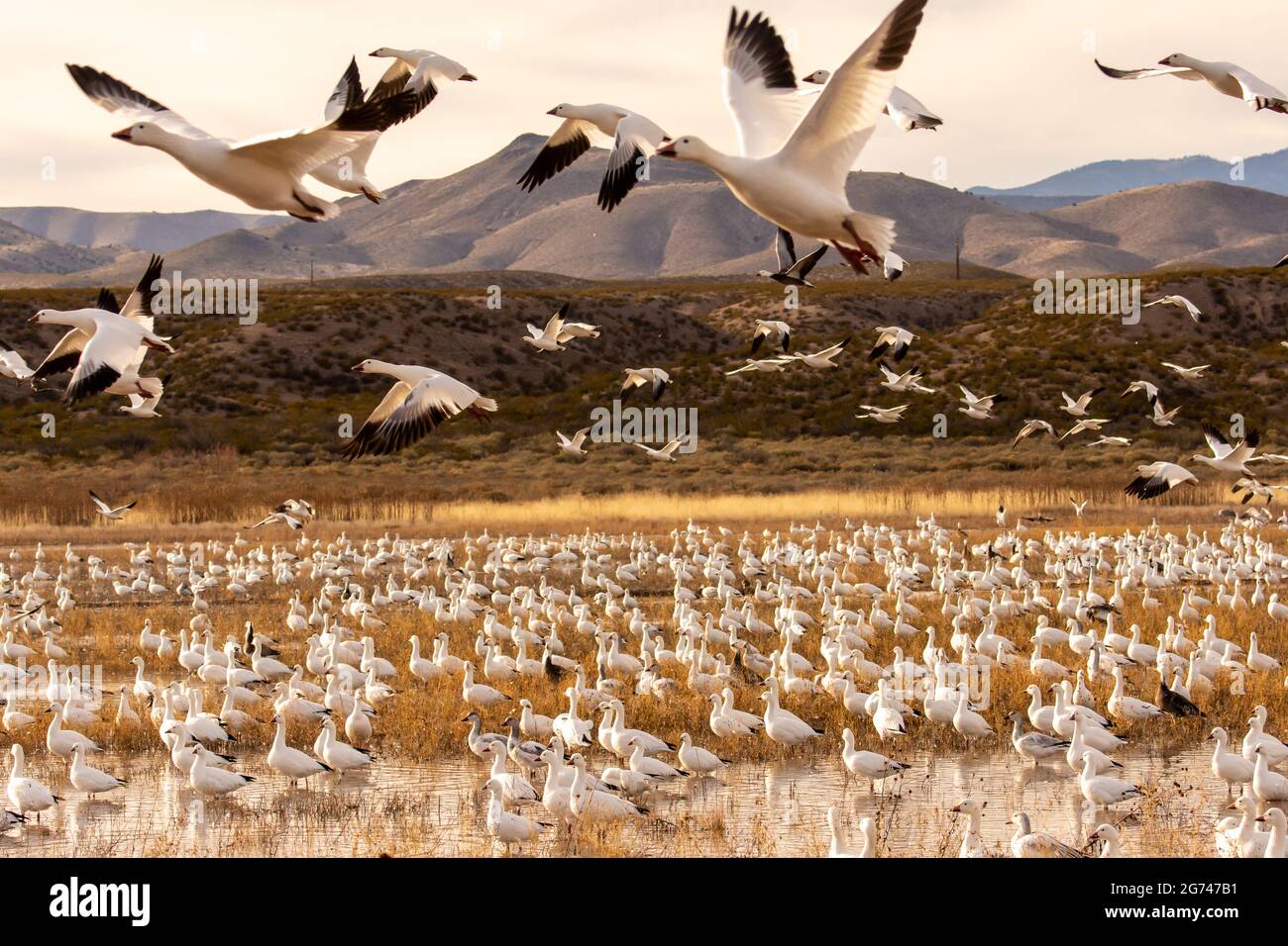 Morning blastoff of snow geese at Bosque del Apache in New Mexico Stock ...