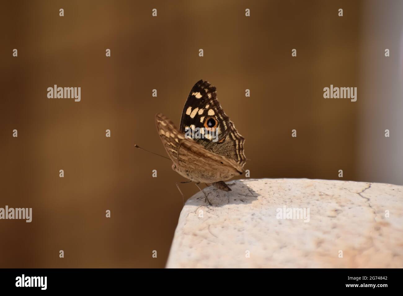 Swing butterfly hi-res stock photography and images - Alamy
