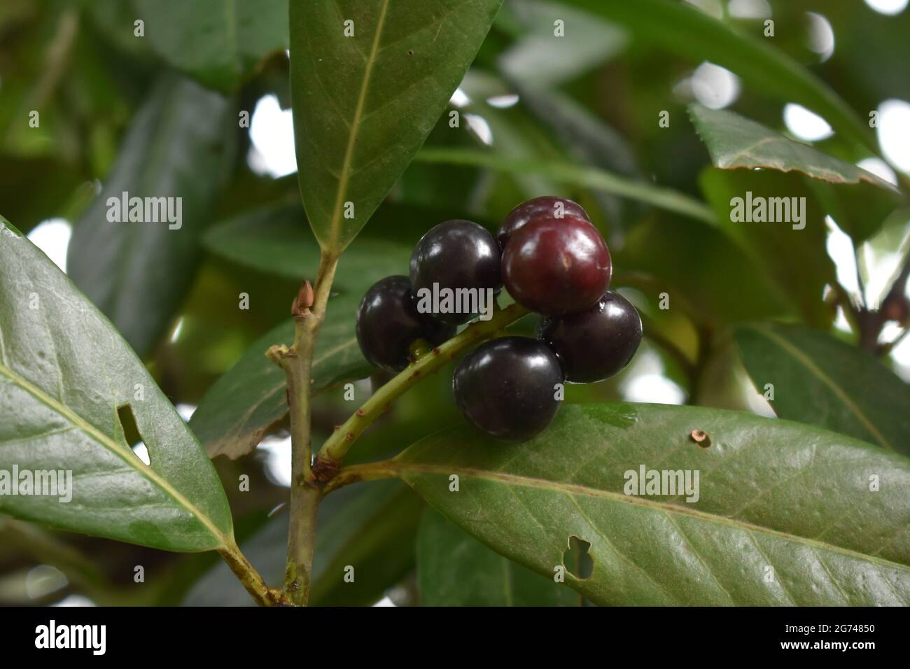 English laurel berries hi-res stock photography and images - Alamy