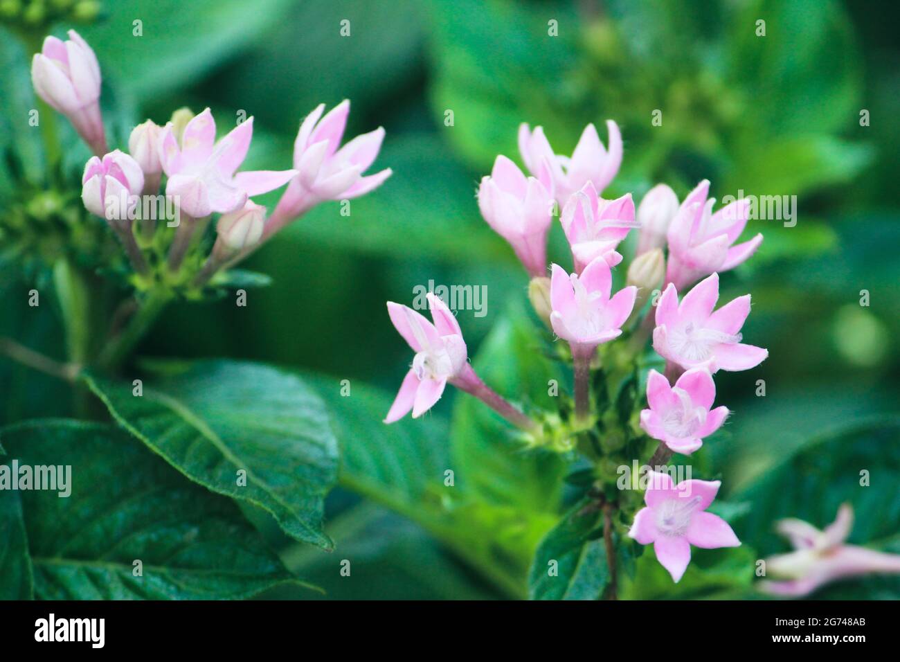A closeup of exotic light pink flowers with big green leaves on a ...