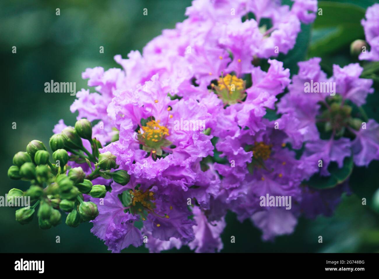 A closeup of vibrant purple flowers on a blurred green background in a ...