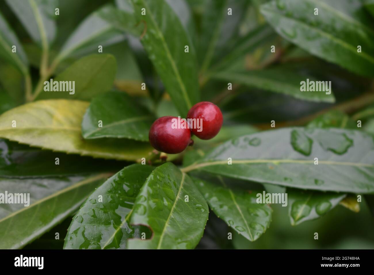 English laurel berries hi-res stock photography and images - Alamy