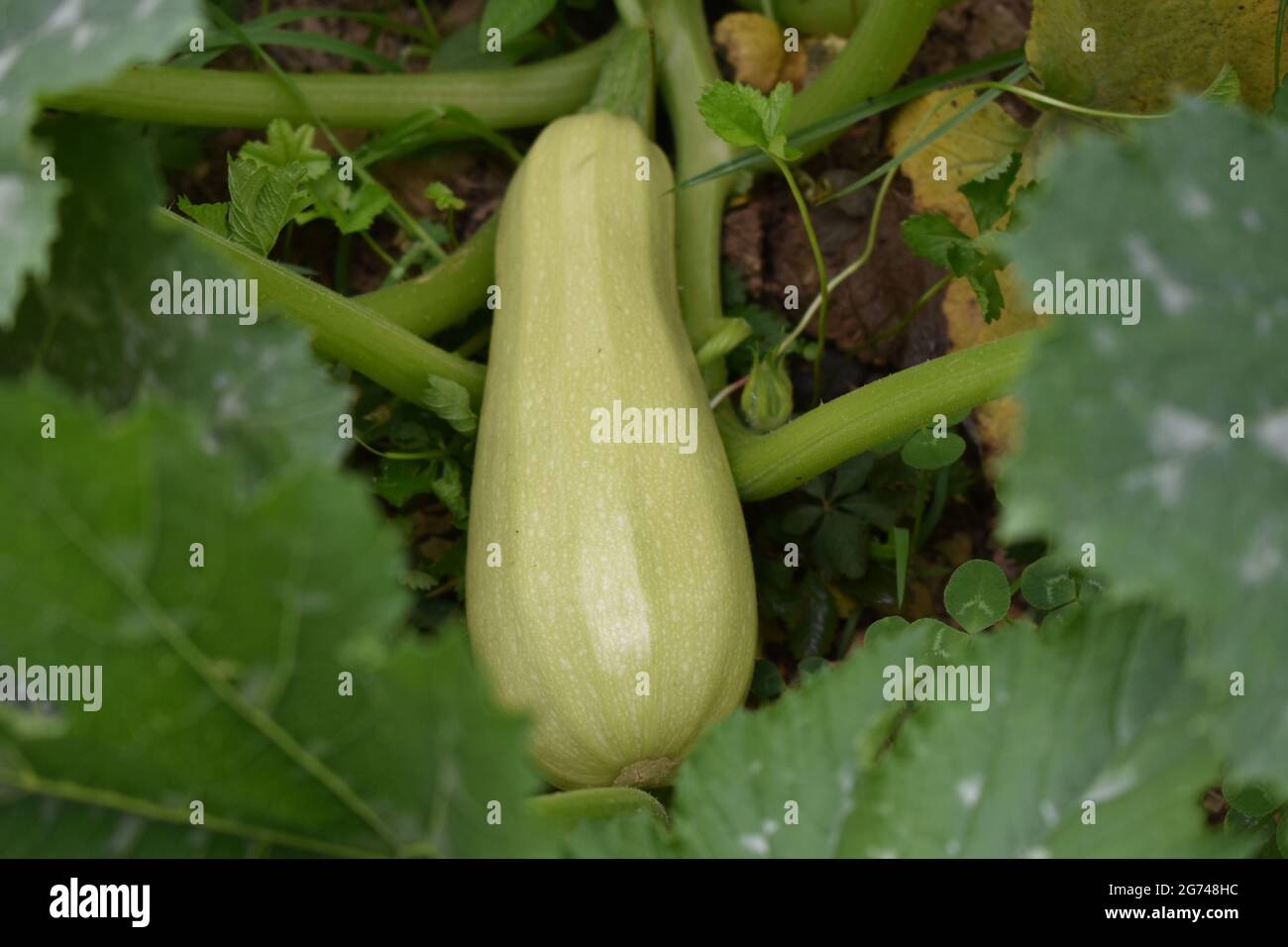 A ripe zucchini growing in the garden Stock Photo - Alamy
