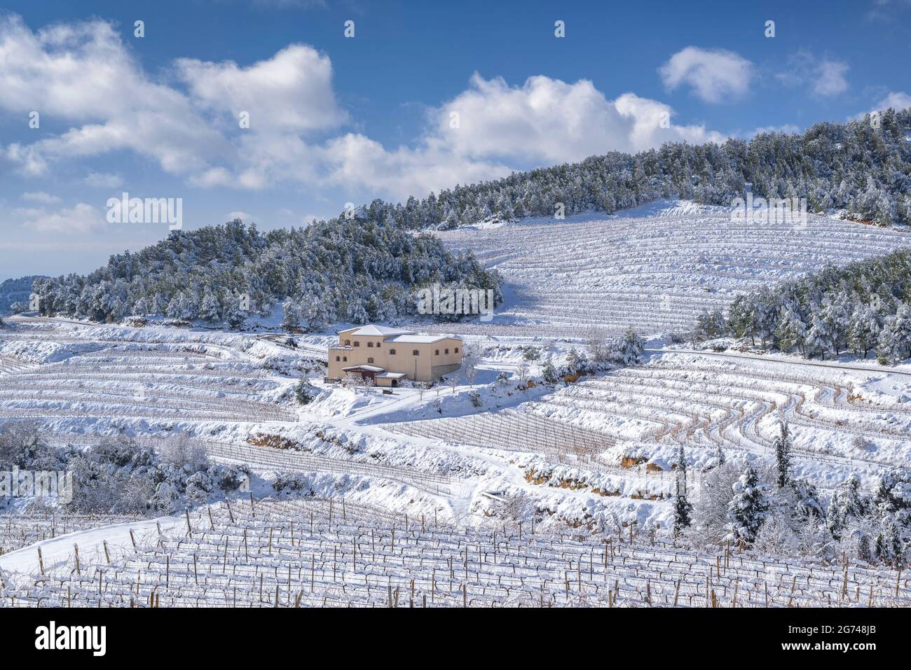 Snow-covered vineyards near La Morera de Montsant village, in the ...