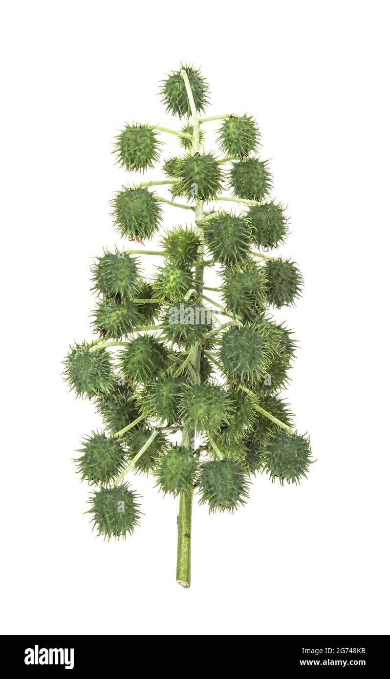 A green castor plant isolated on a white background Stock Photo - Alamy