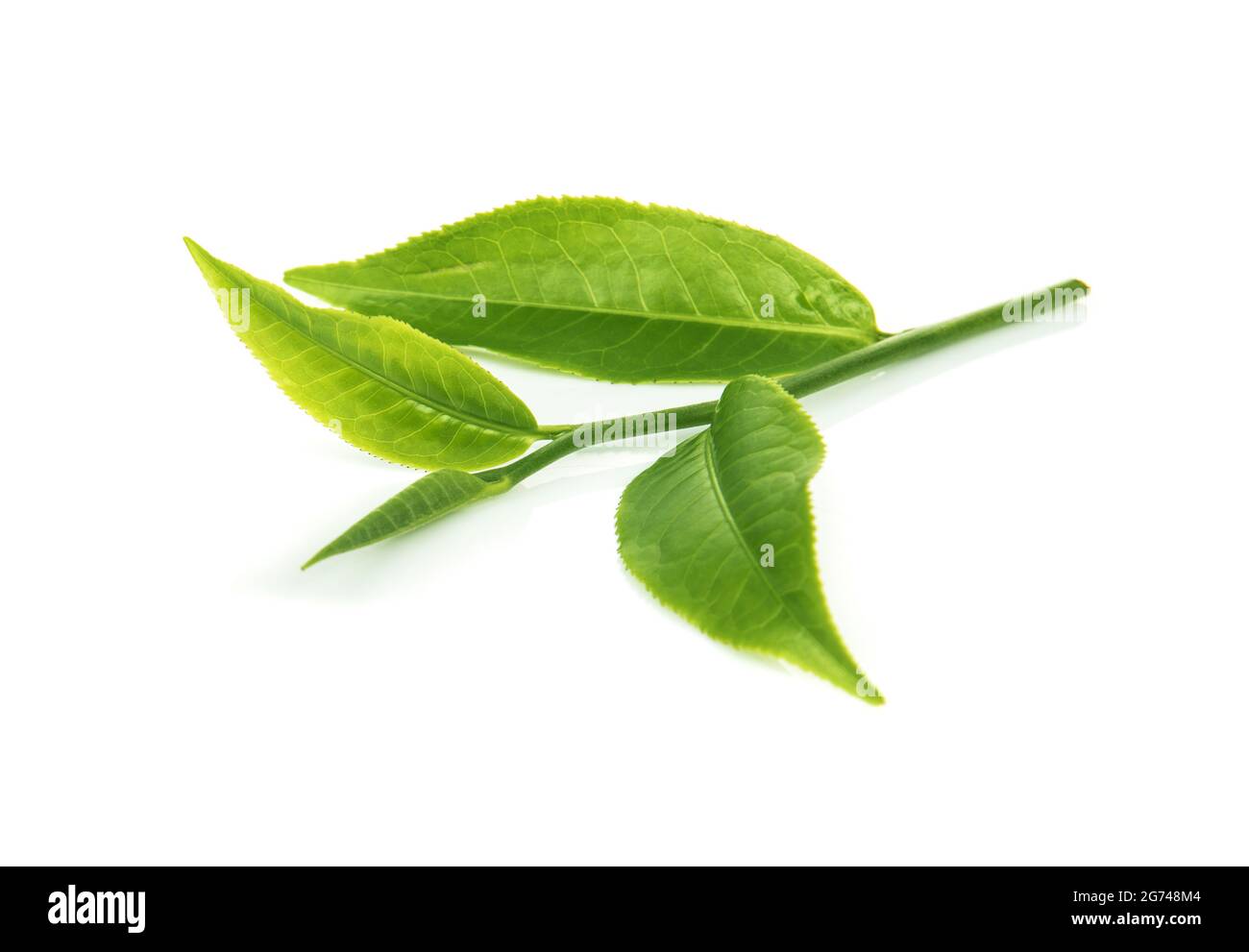 A stem with green tea leaves isolated on a white background Stock Photo ...