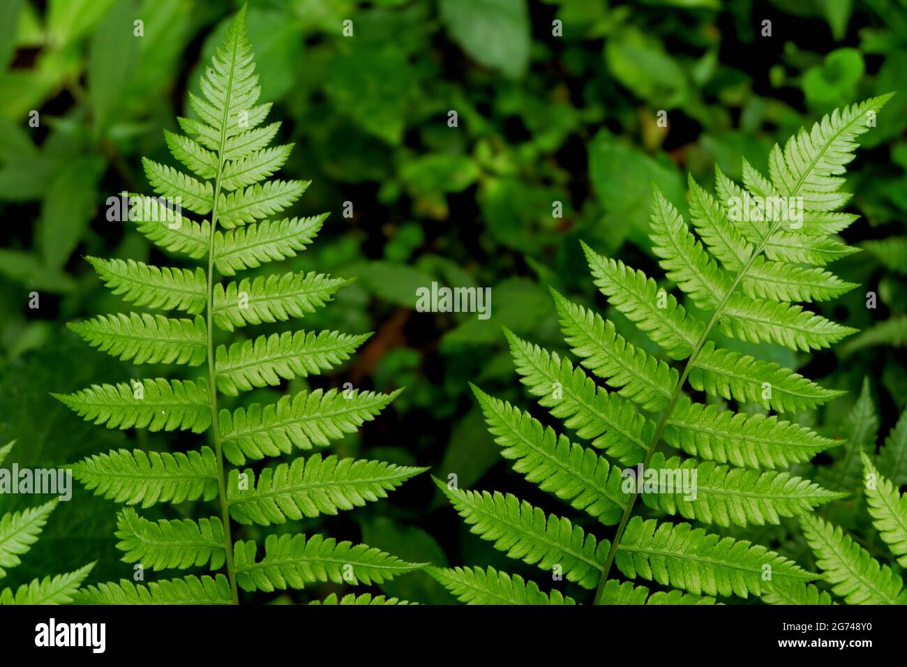 Long narrow branches hi-res stock photography and images - Alamy