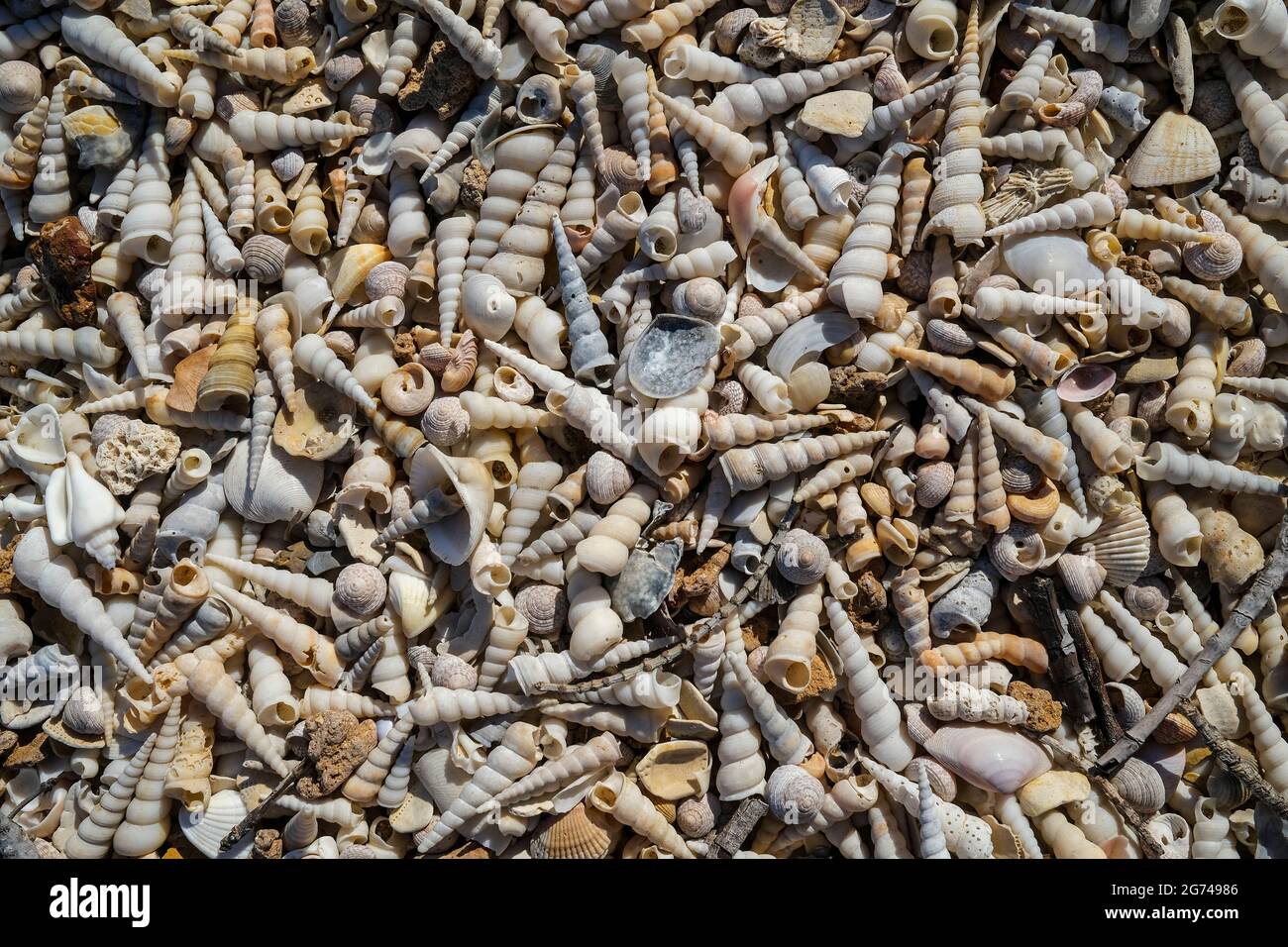 Sea shells at the beach Stock Photo - Alamy
