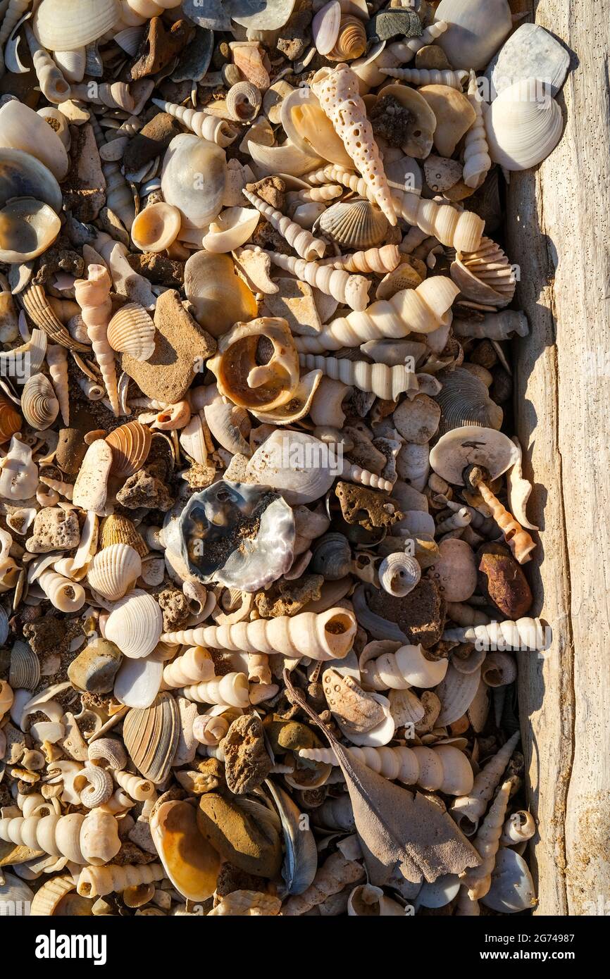 Sea shells seashells hi-res stock photography and images - Alamy