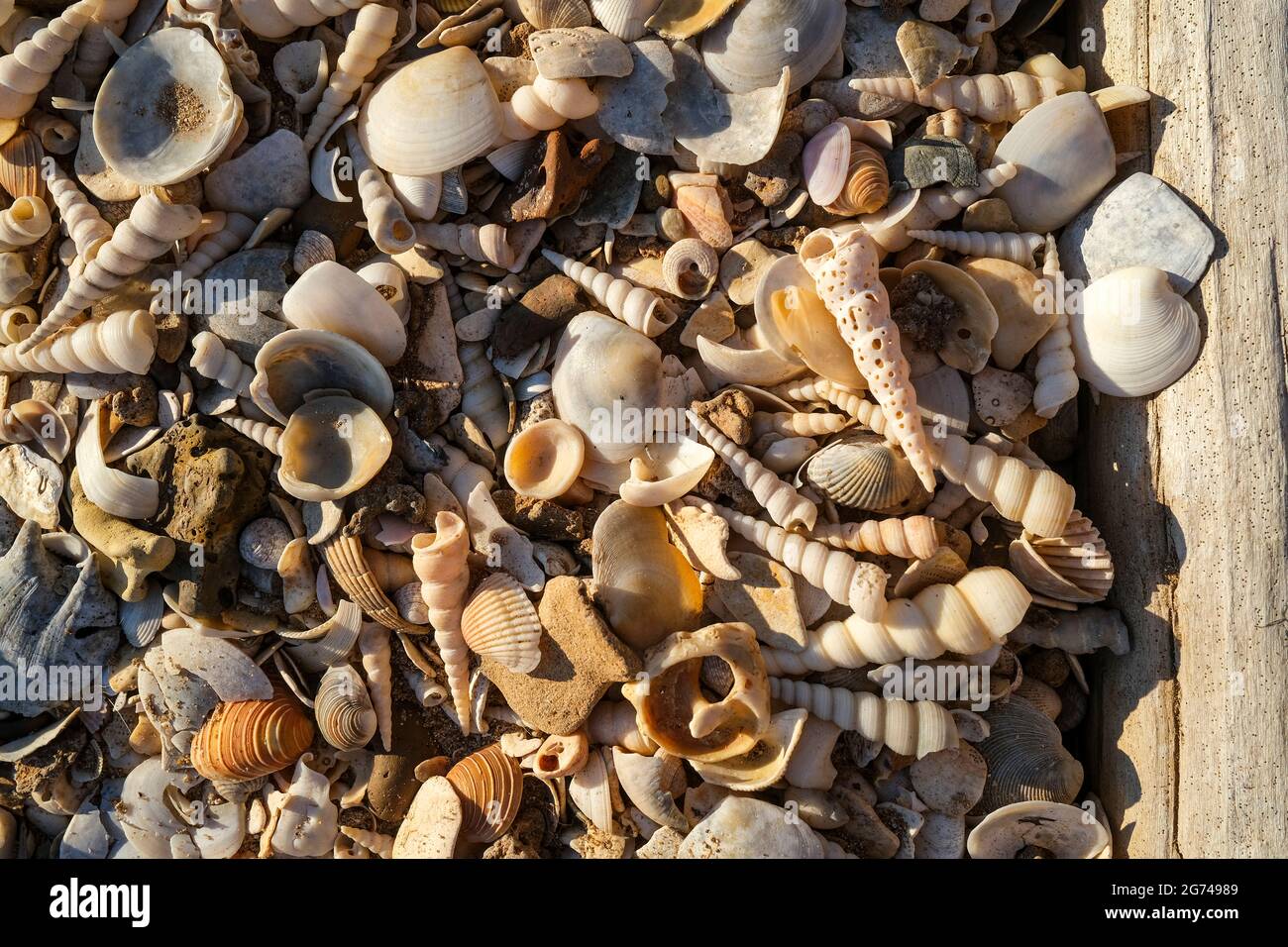 Sea shells at the beach Stock Photo - Alamy