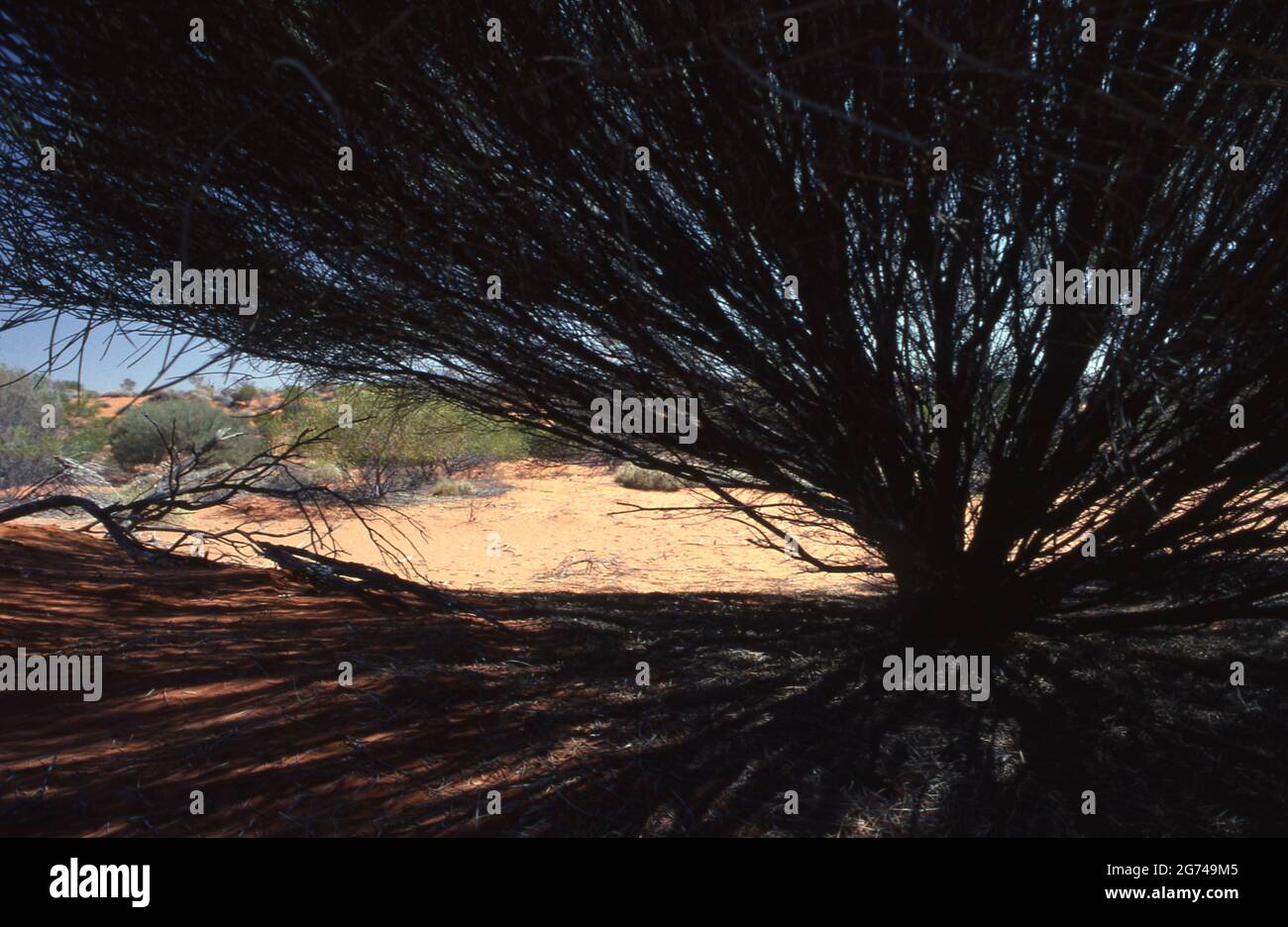 A TREE PROVIDES MUCH NEEDED SHADE UNDER THE HARSH SUN OF THE SIMPSON ...