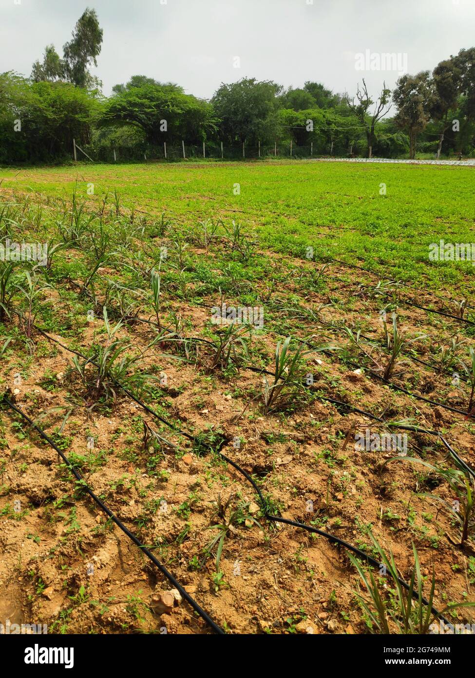 Drip irrigation farming hi-res stock photography and images - Alamy