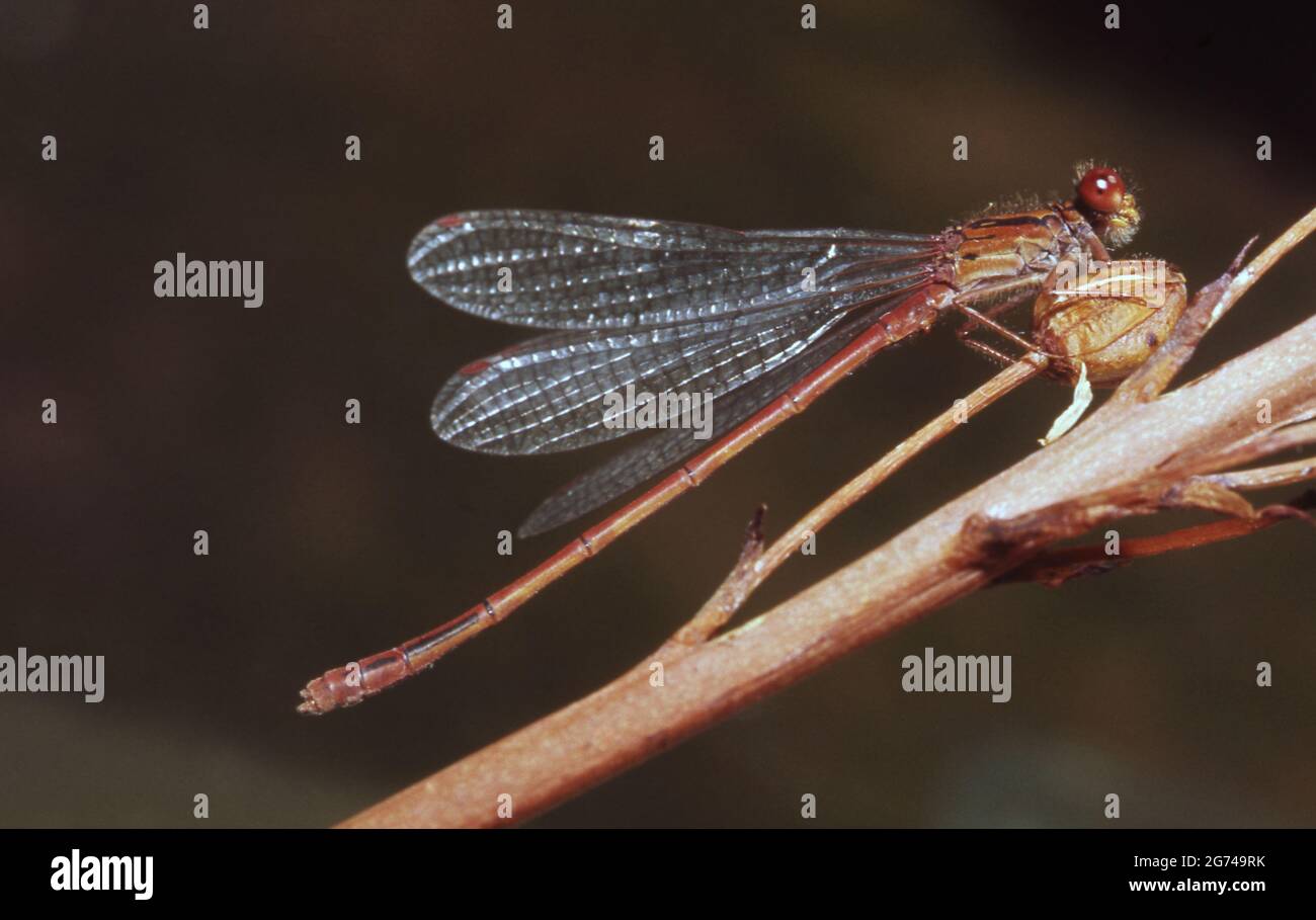 Australian damsel hi-res stock photography and images - Alamy