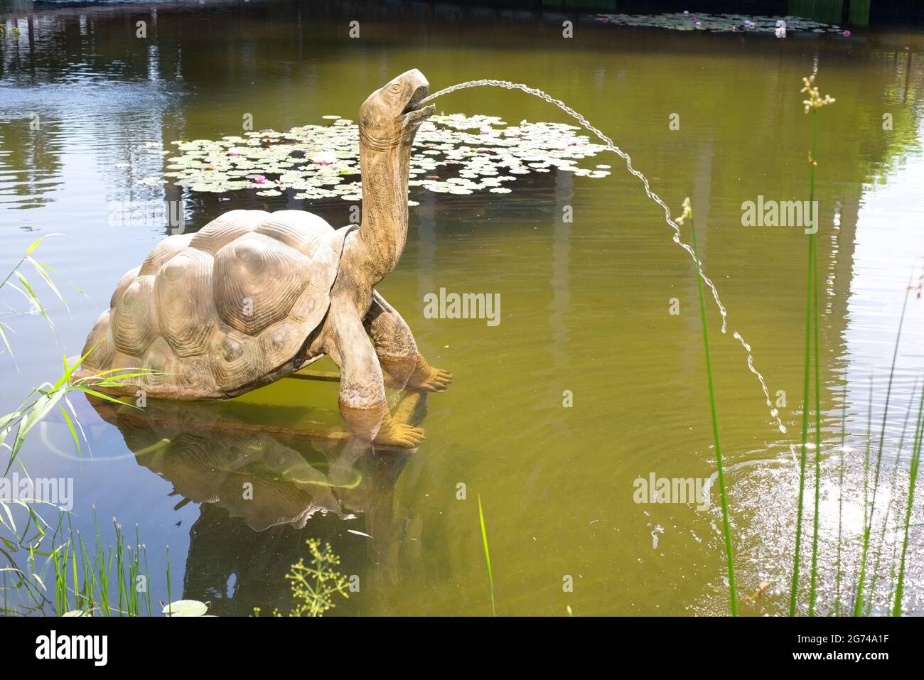 Turtle decorative hi-res stock photography and images - Alamy