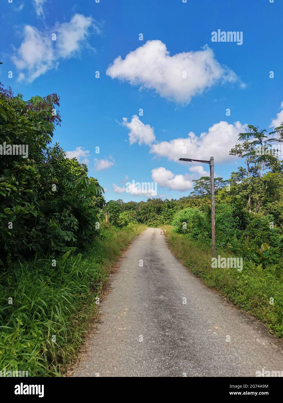 Rural countryside road through meadow fields with green herbs and blue ...