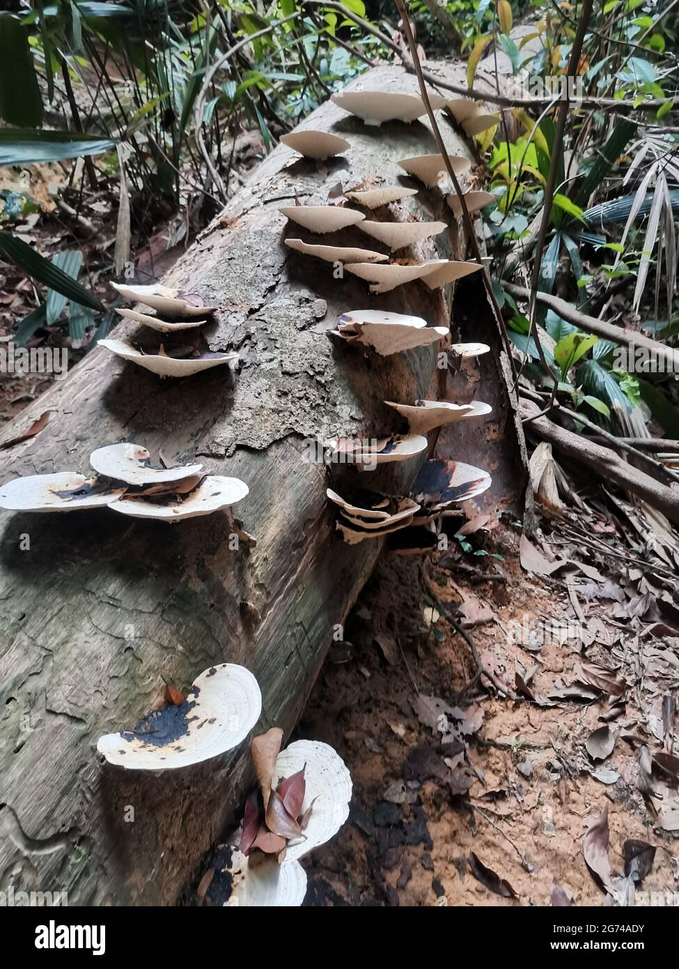 Wood log white fungus tree fungi hi-res stock photography and images ...