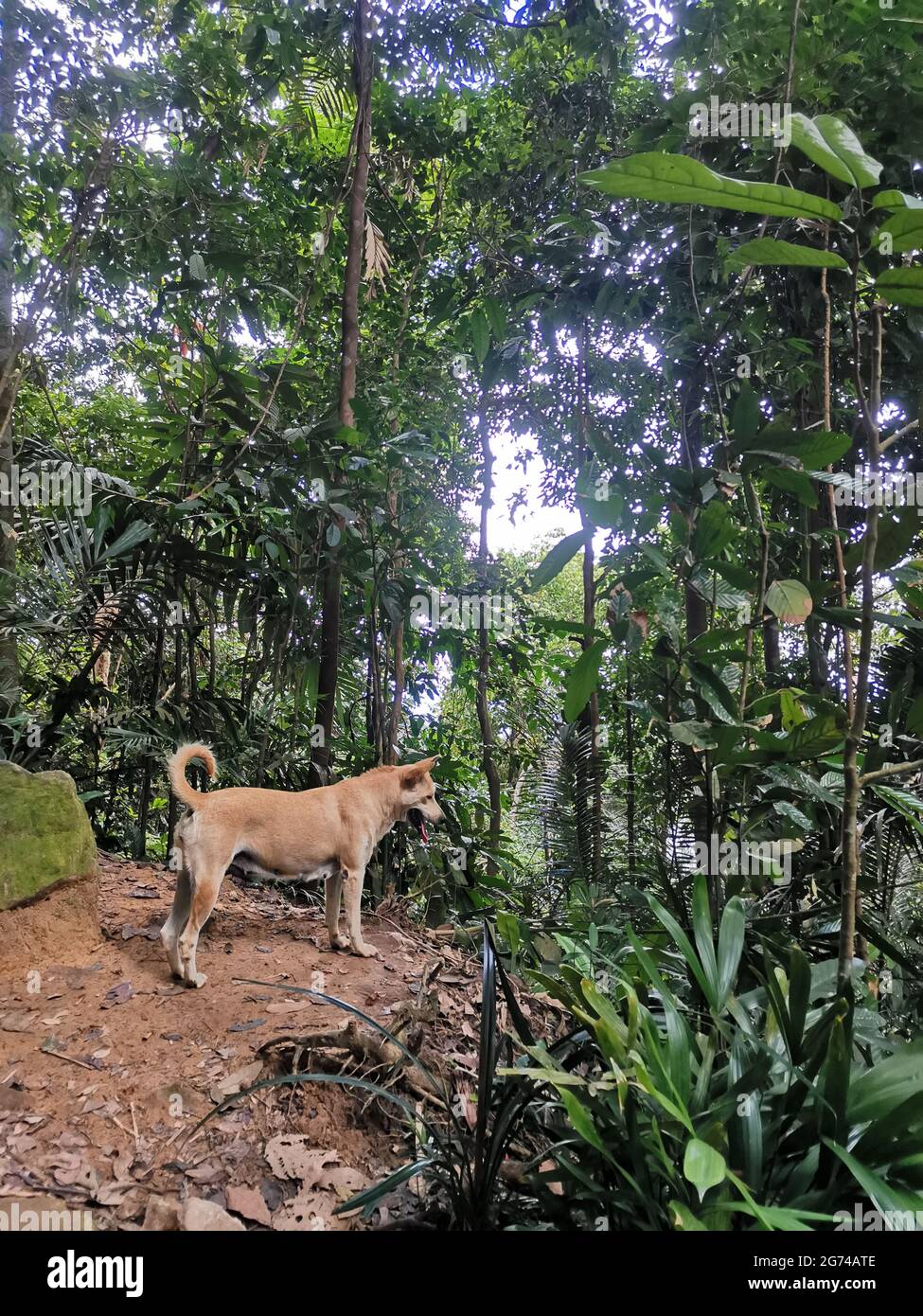 Dog standing on hiking path in tropical forest or jungle with mossy ...