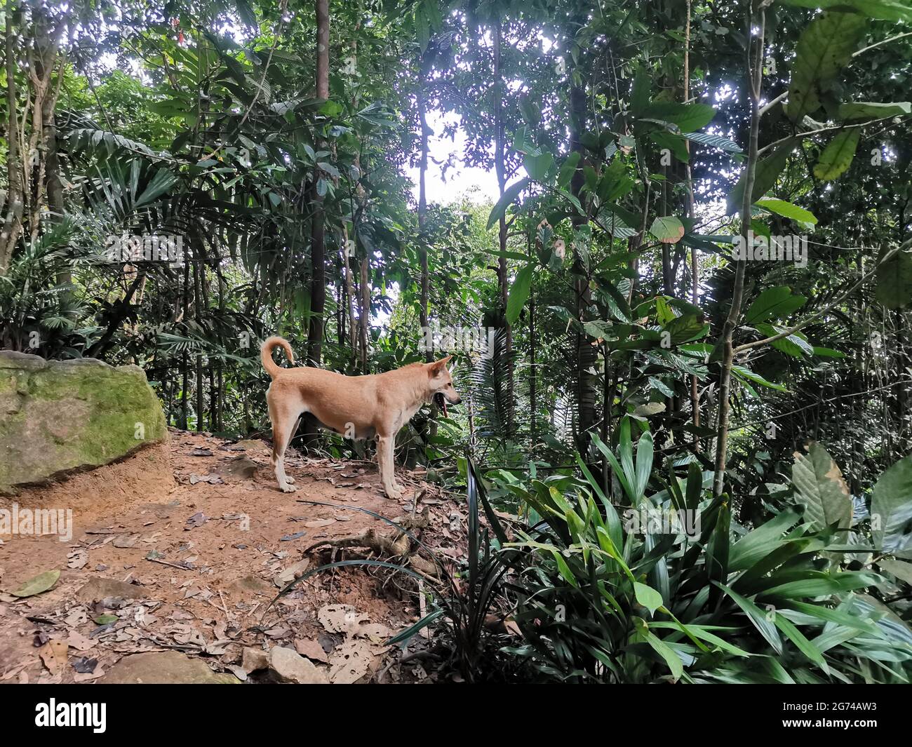 Jungle trek hi-res stock photography and images - Alamy