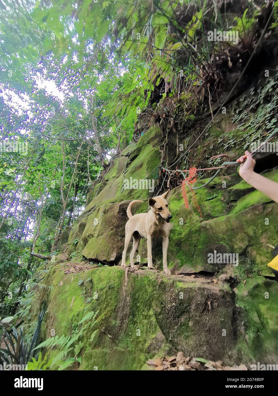 Dog standing on a mossy rock in tropical forest mountain. Hiking with ...