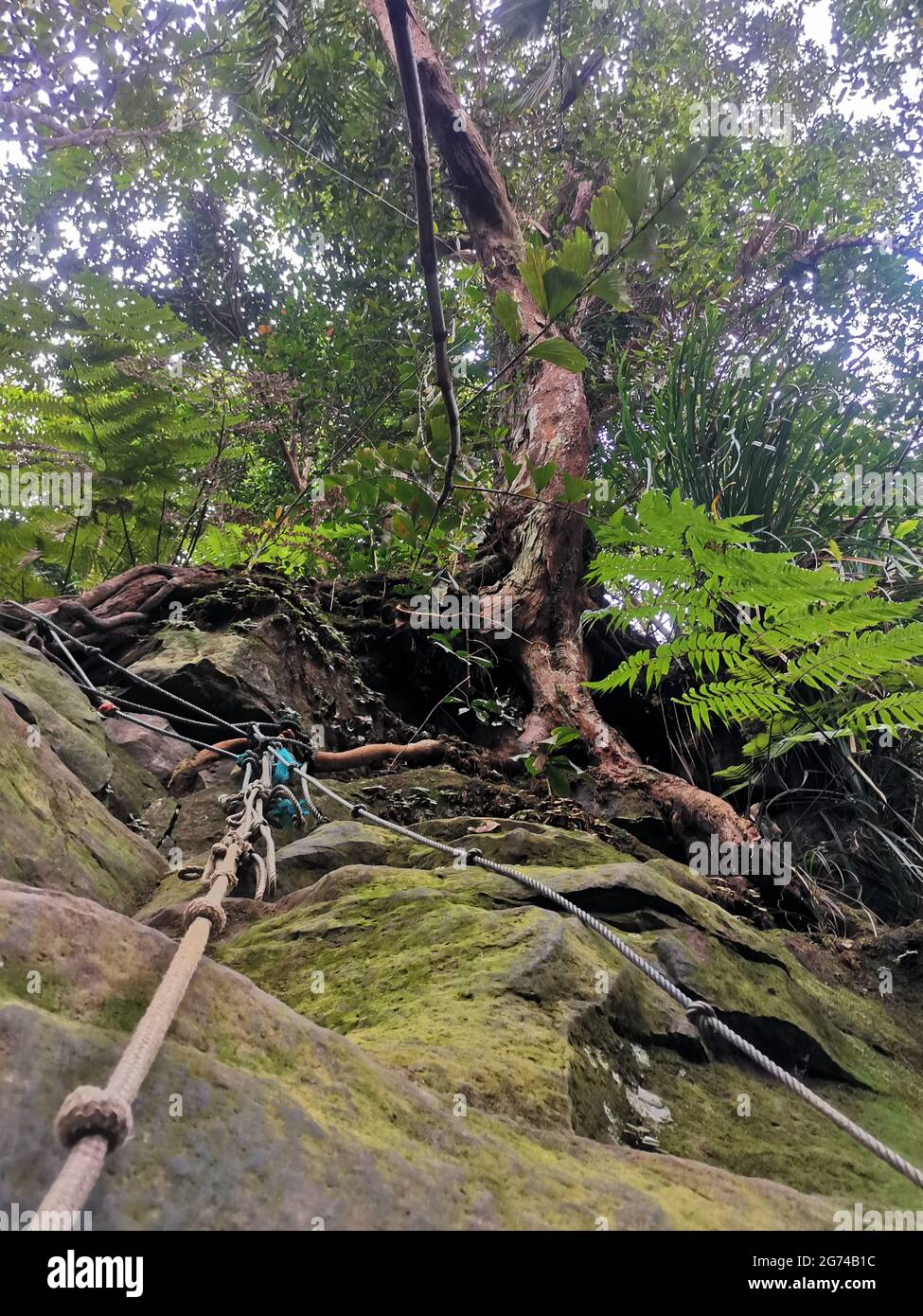 Rope tied on dense tropical trees and mossy rocks for pinnacles trek in ...