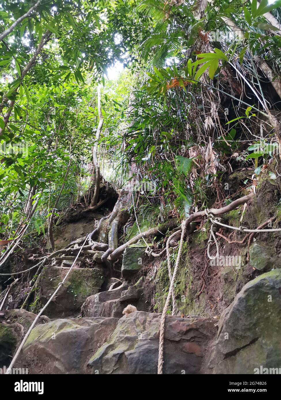Tropical rainforest tree moss hi-res stock photography and images - Alamy