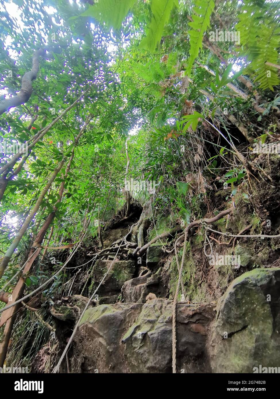 Rope tied on dense tropical tree roots and mossy rocks for pinnacles ...