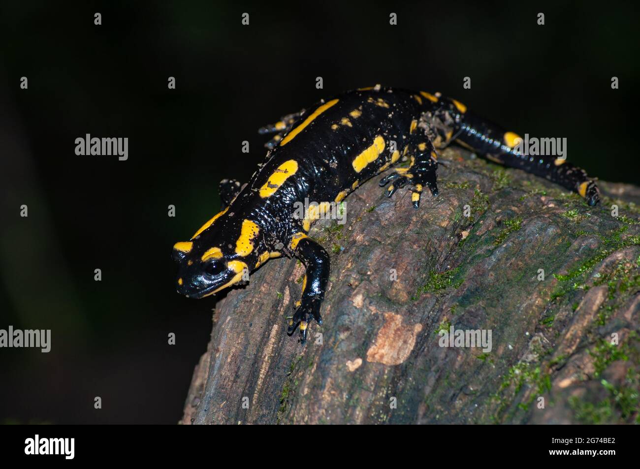 A fire salamander, Salamandra salamandra, walking at night Stock Photo ...
