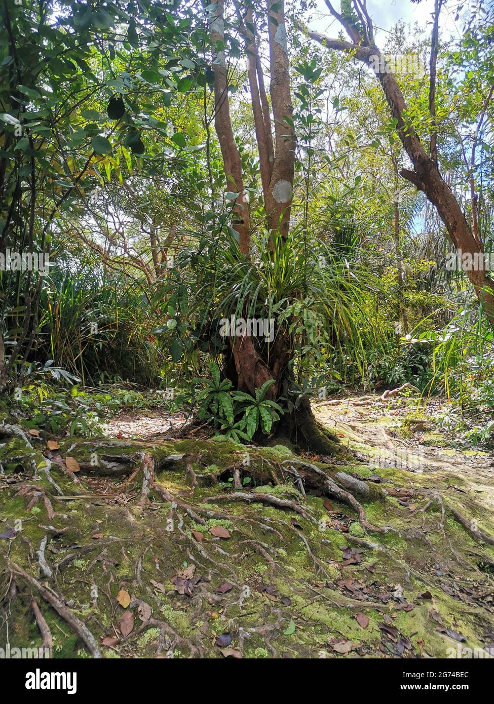 Dense foliage and trees and roots in tropical jungle. Hiking path in ...