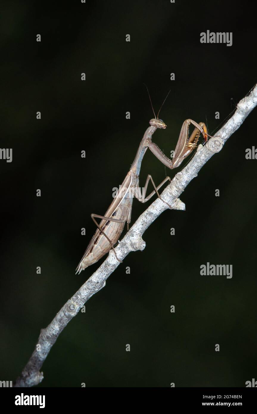 A praying mantis in a tree branch Stock Photo - Alamy
