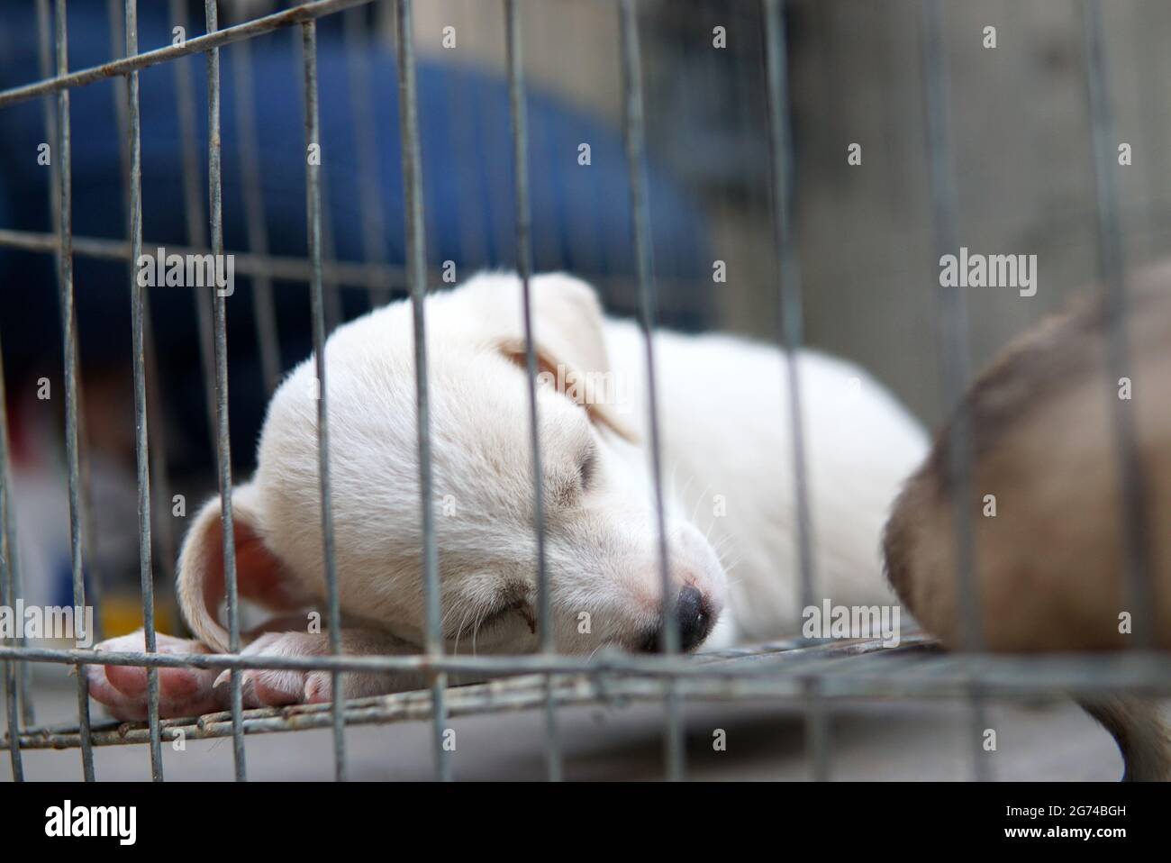 A closeup shot of a cute puppy in a cage on a blurred background Stock ...
