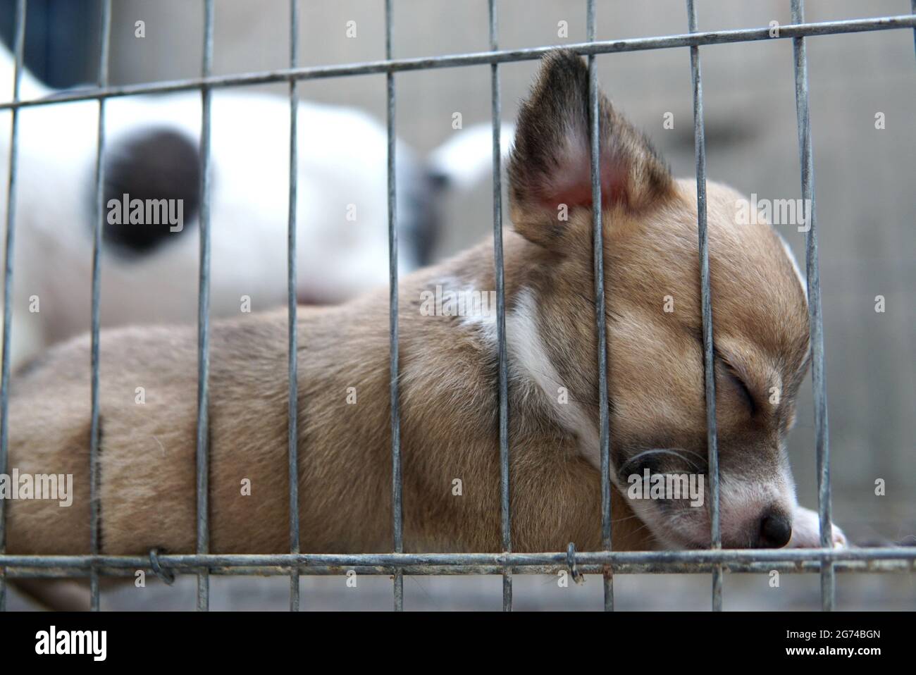 A closeup shot of a cute puppy in a cage on a blurred background Stock ...