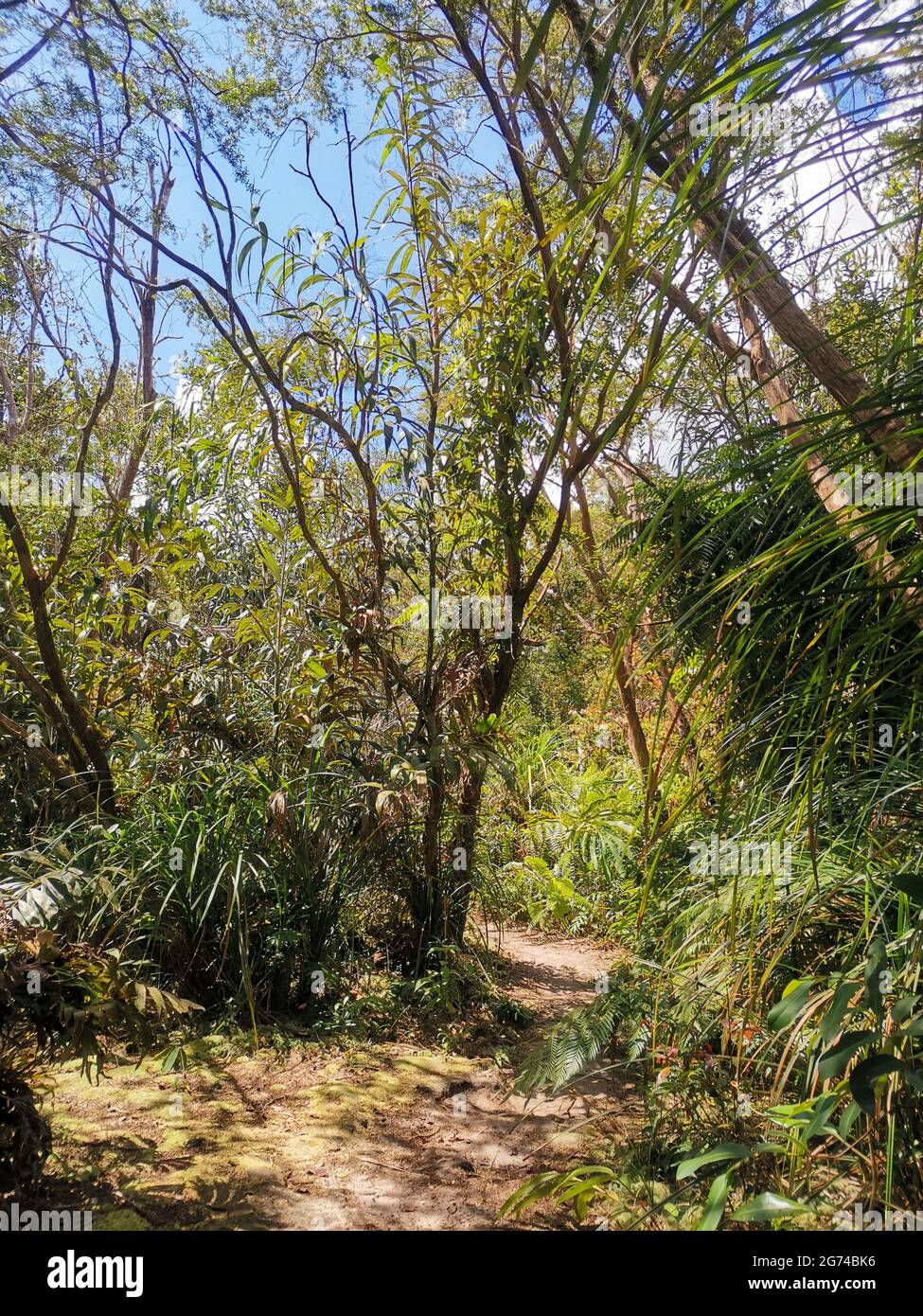 Dense foliage and trees in tropical jungle. Hiking path in deep ...