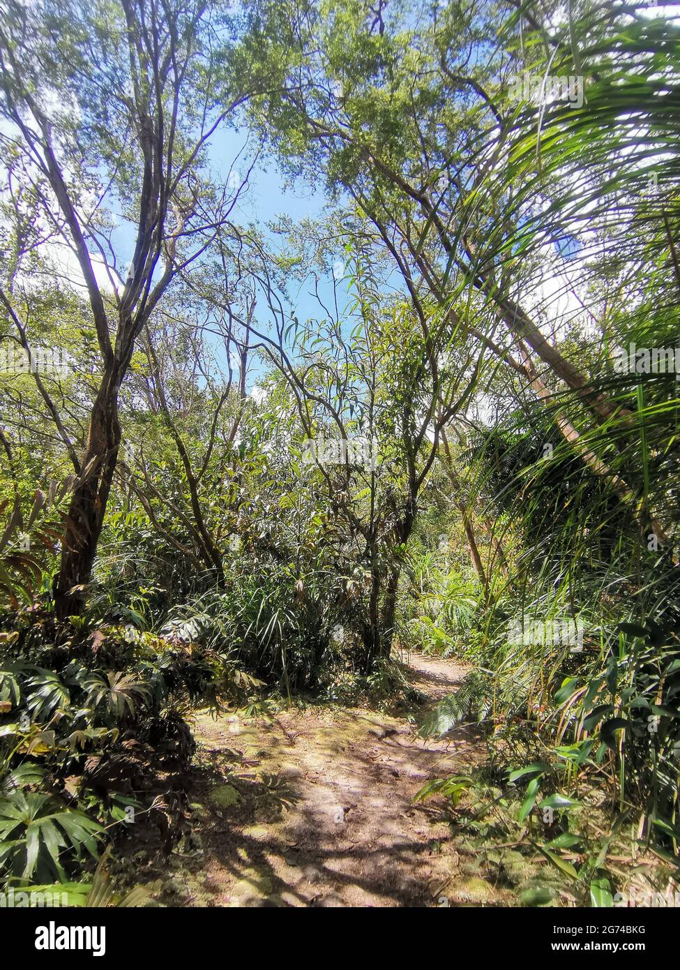 Dense foliage and trees in tropical jungle. Hiking path in deep ...