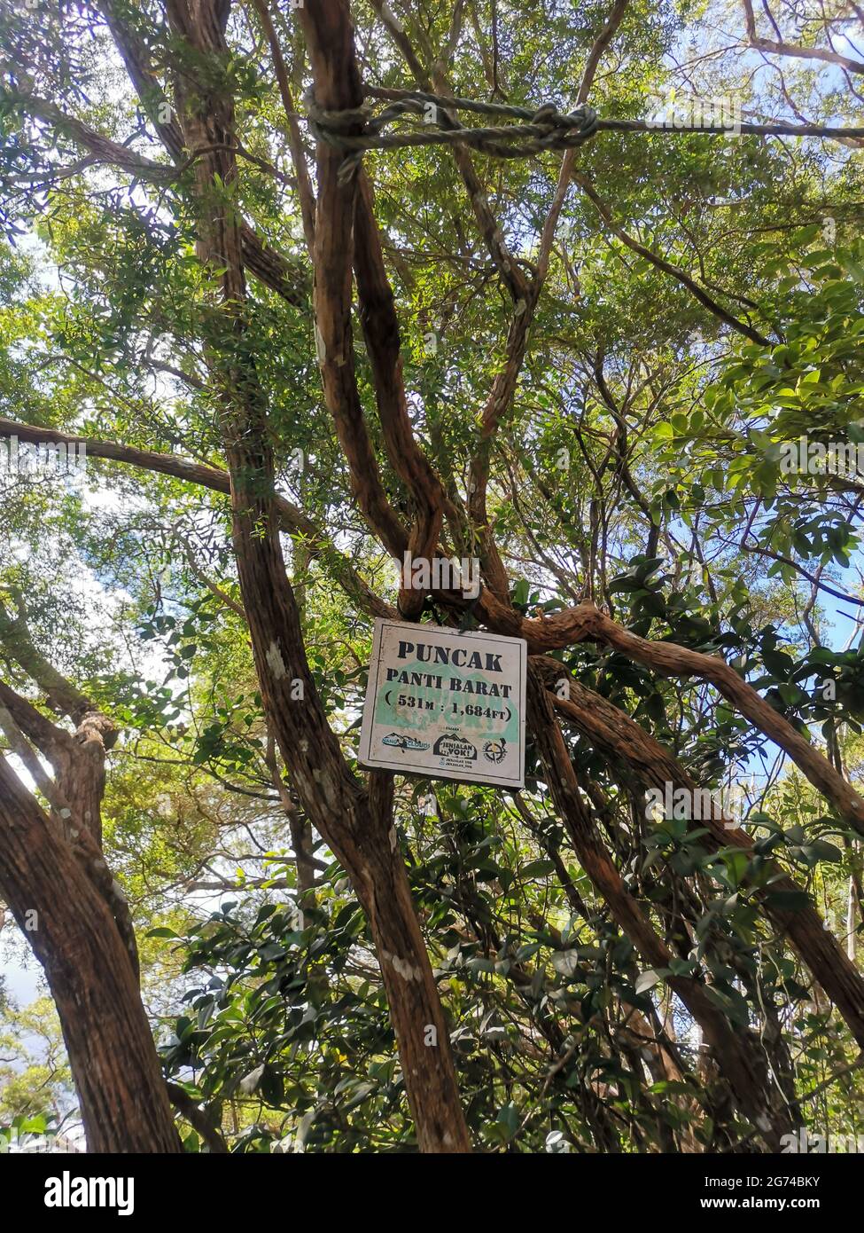 The wooden note sign board hanging on the tree in tropical forest ...