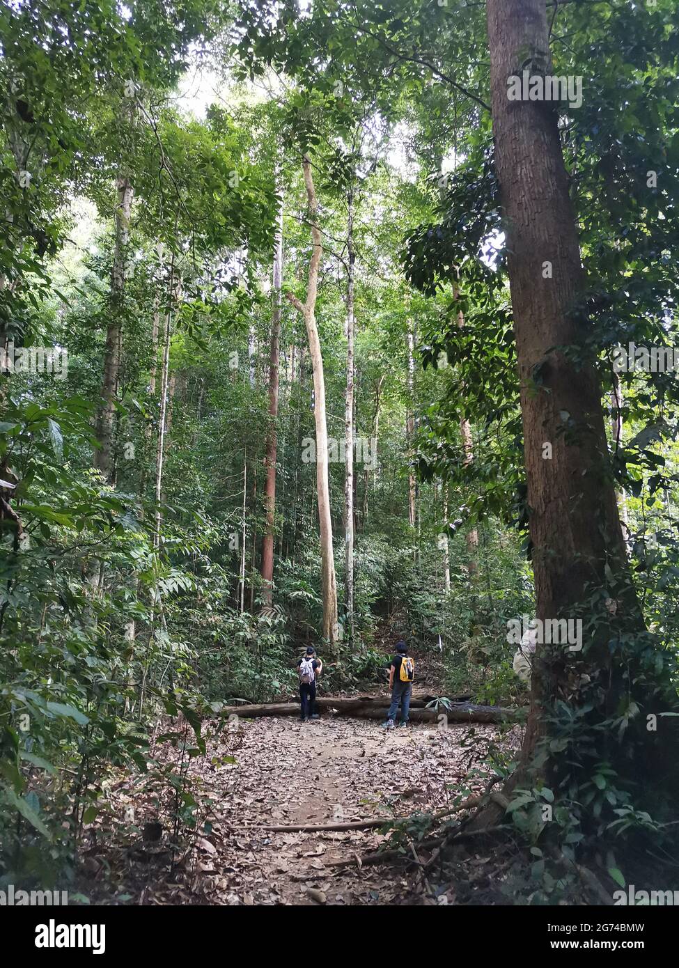 Traveler and backpacker trekking on dense foliage and trees in tropical ...