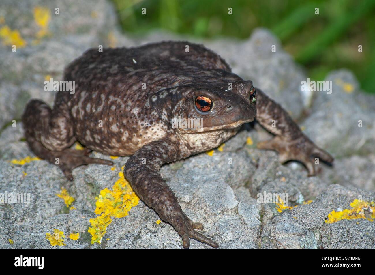 A clsoeup shot of a common toad, Sapo comun Stock Photo - Alamy
