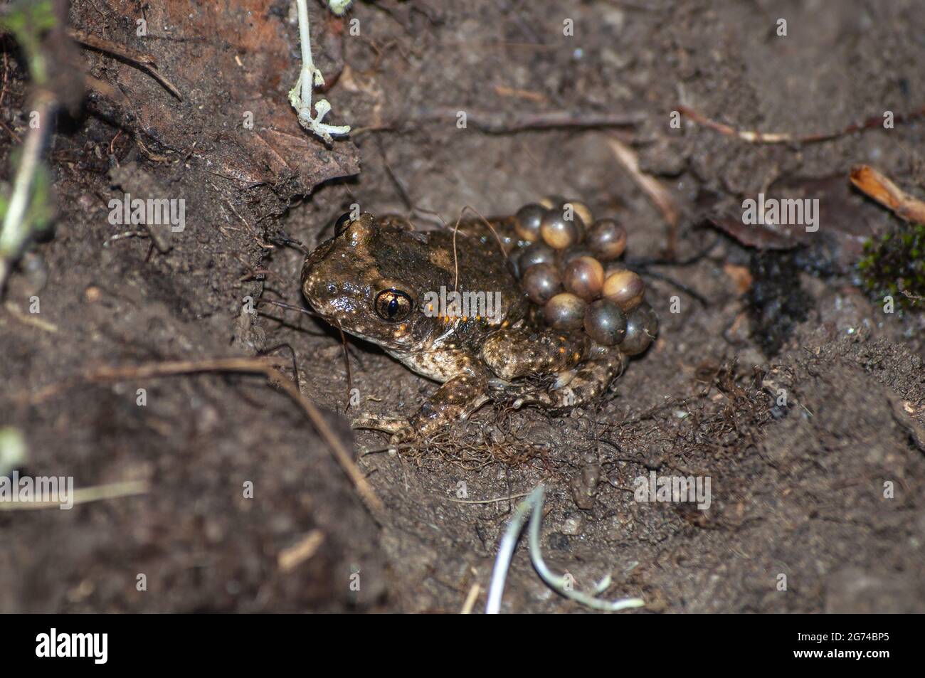 A common midwife toad, Sapo partero make with eggs Stock Photo - Alamy