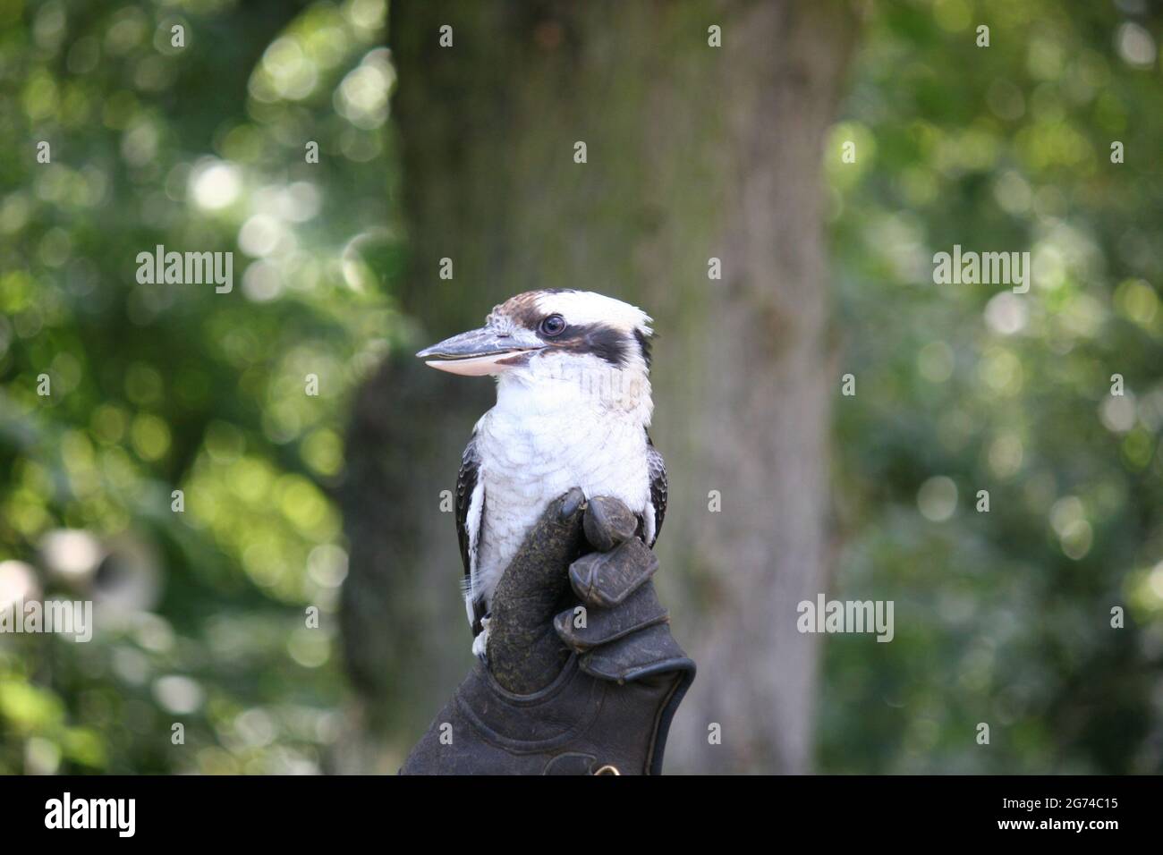 A kukabara bird in nature Stock Photo - Alamy