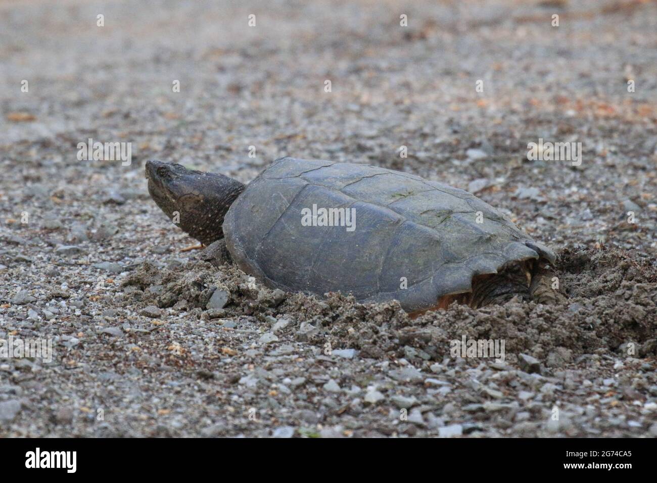 A closeup shot of a turtle on the sand Stock Photo - Alamy