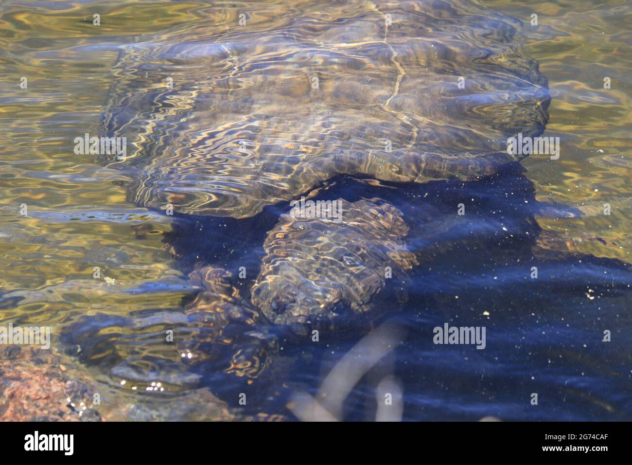 A turtle swimming in the water Stock Photo - Alamy