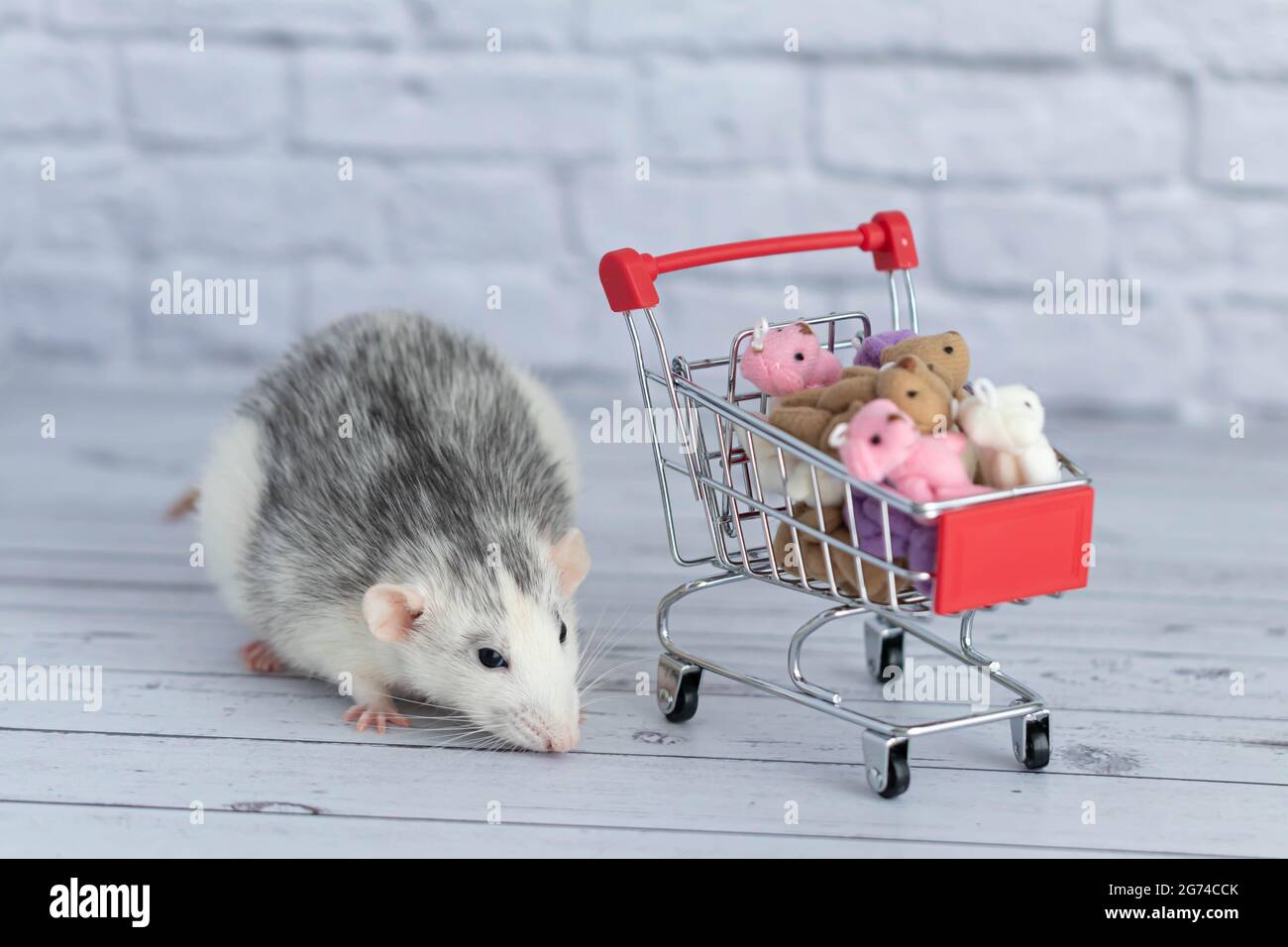 A small cute black and white rat next to the grocery cart is packed ...