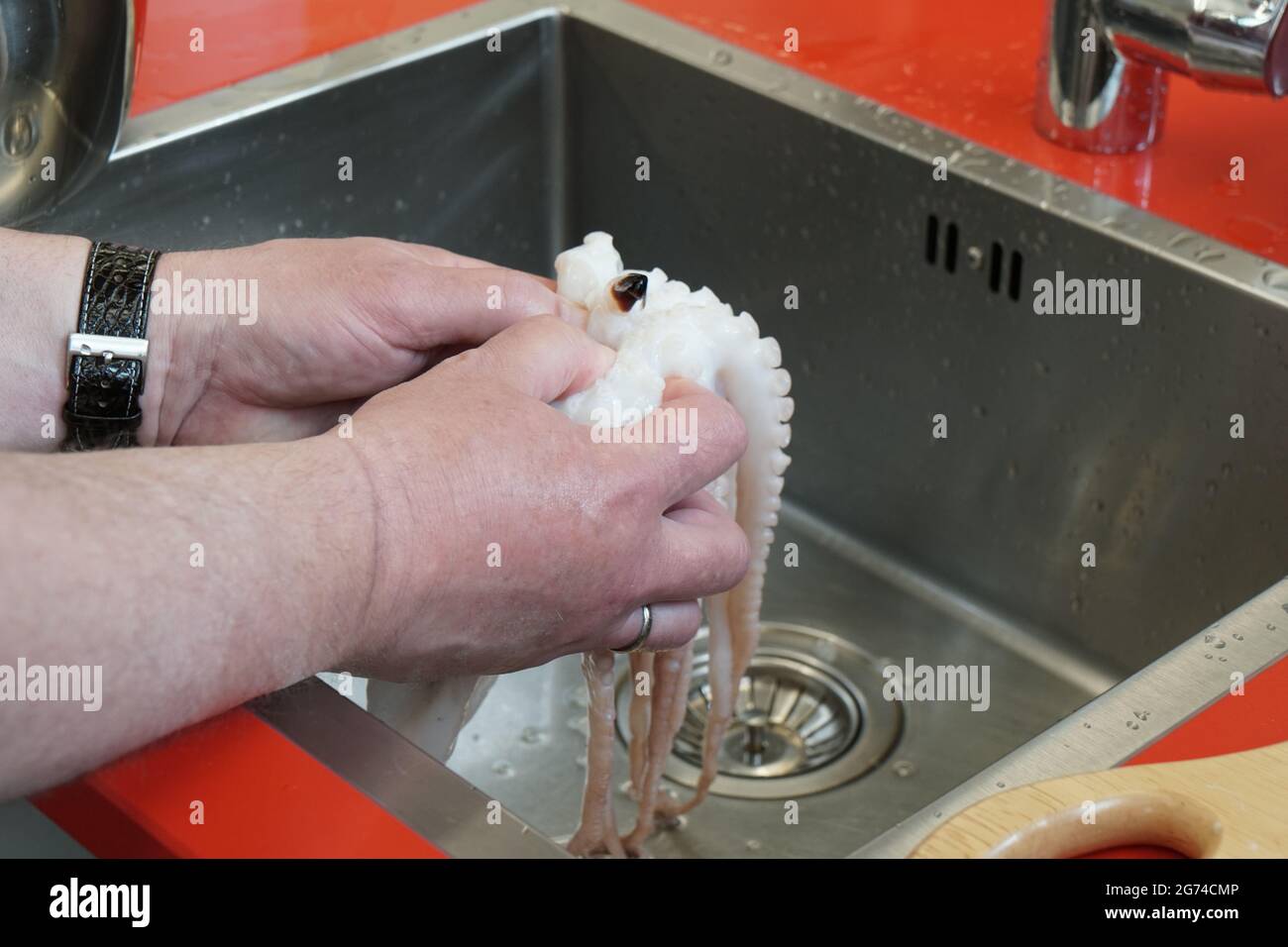 A closeup of hands washing an octopus in the sink of the kitchen Stock ...