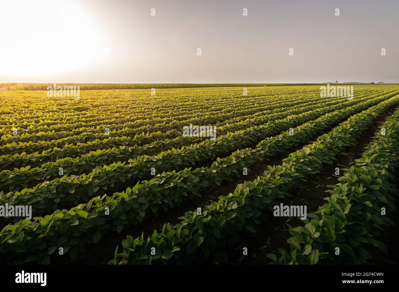 Open soybean field at sunset.Soybean field Stock Photo - Alamy