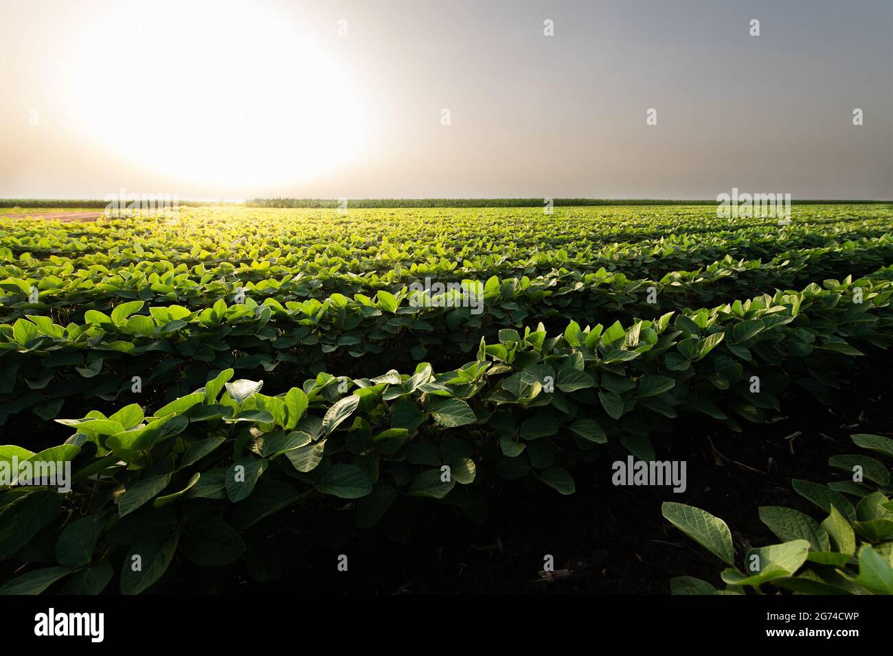 Open soybean field at sunset.Soybean field Stock Photo - Alamy