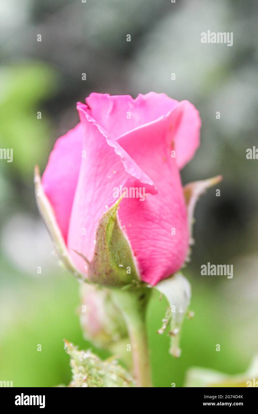 A closeup of a beautiful pink rose bud on a blurry lake scene ...