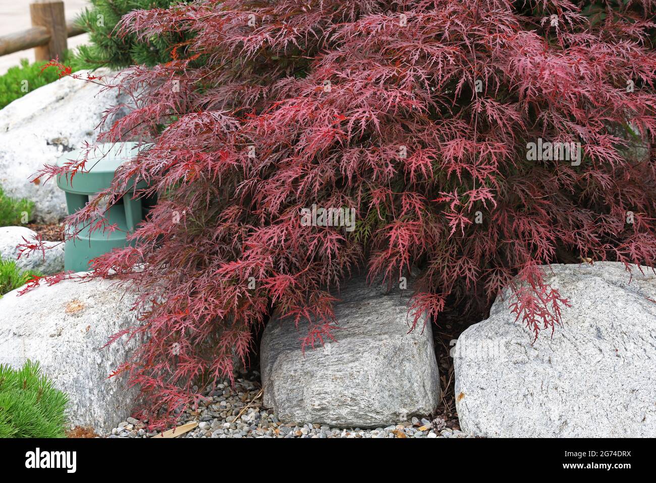Plants and stones of a beautiful Japanese garden Stock Photo - Alamy