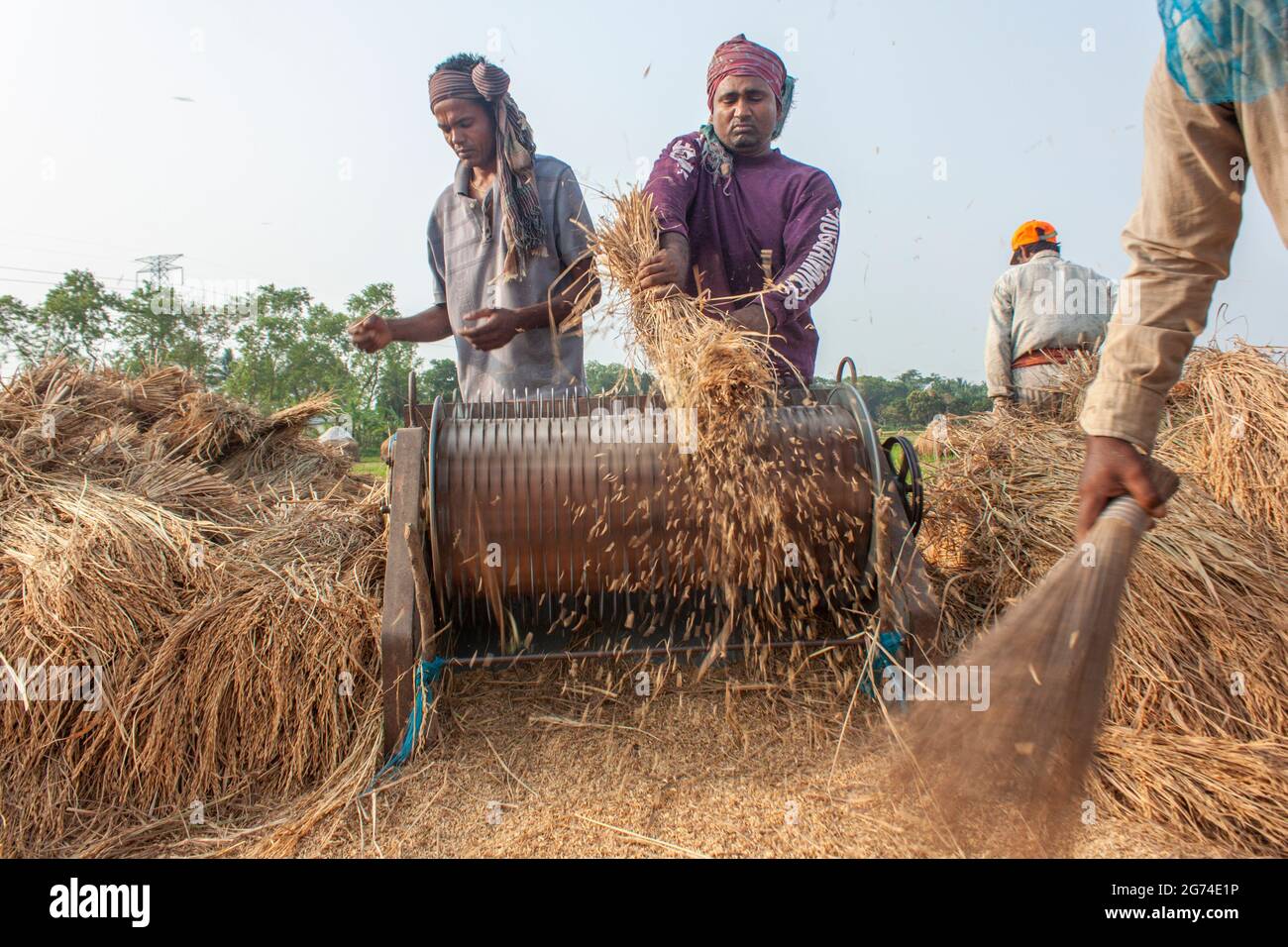 Farmers threshing Boro paddy with a machine by the side of a field ...