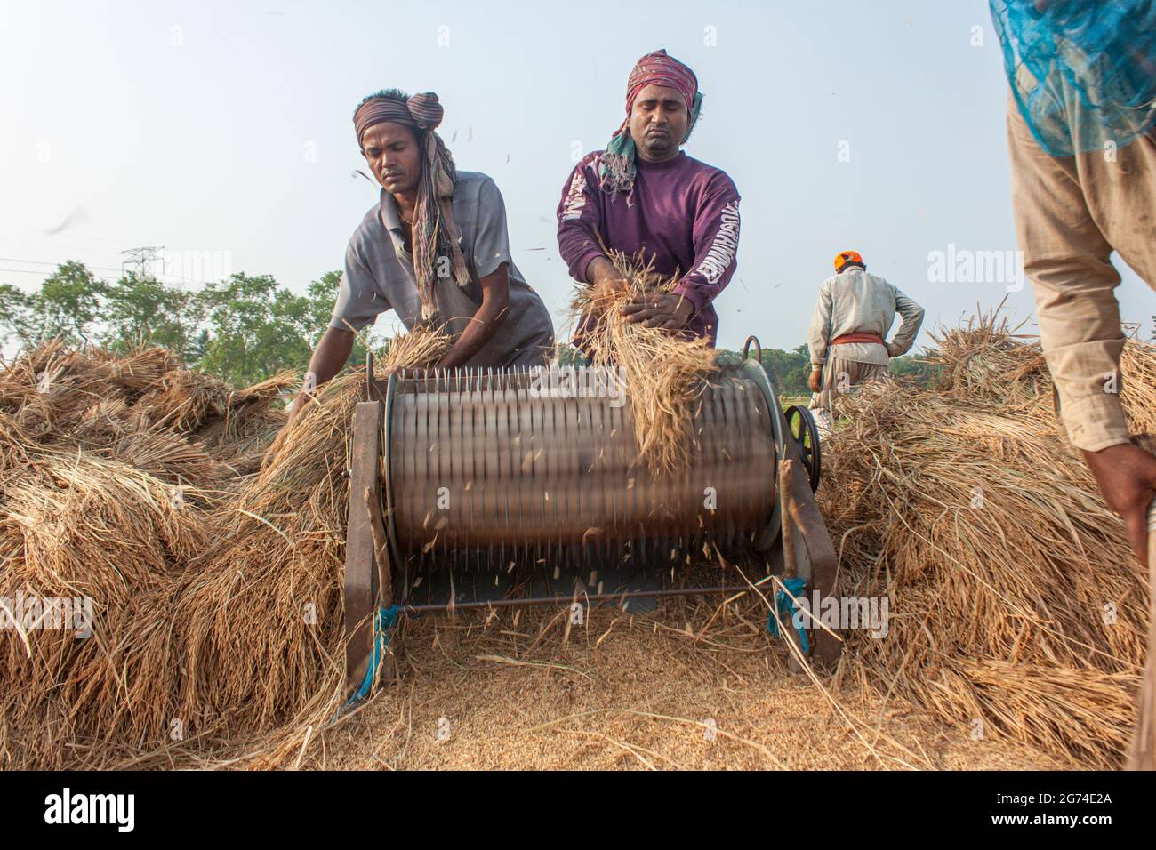 Threshing paddy hi-res stock photography and images - Alamy