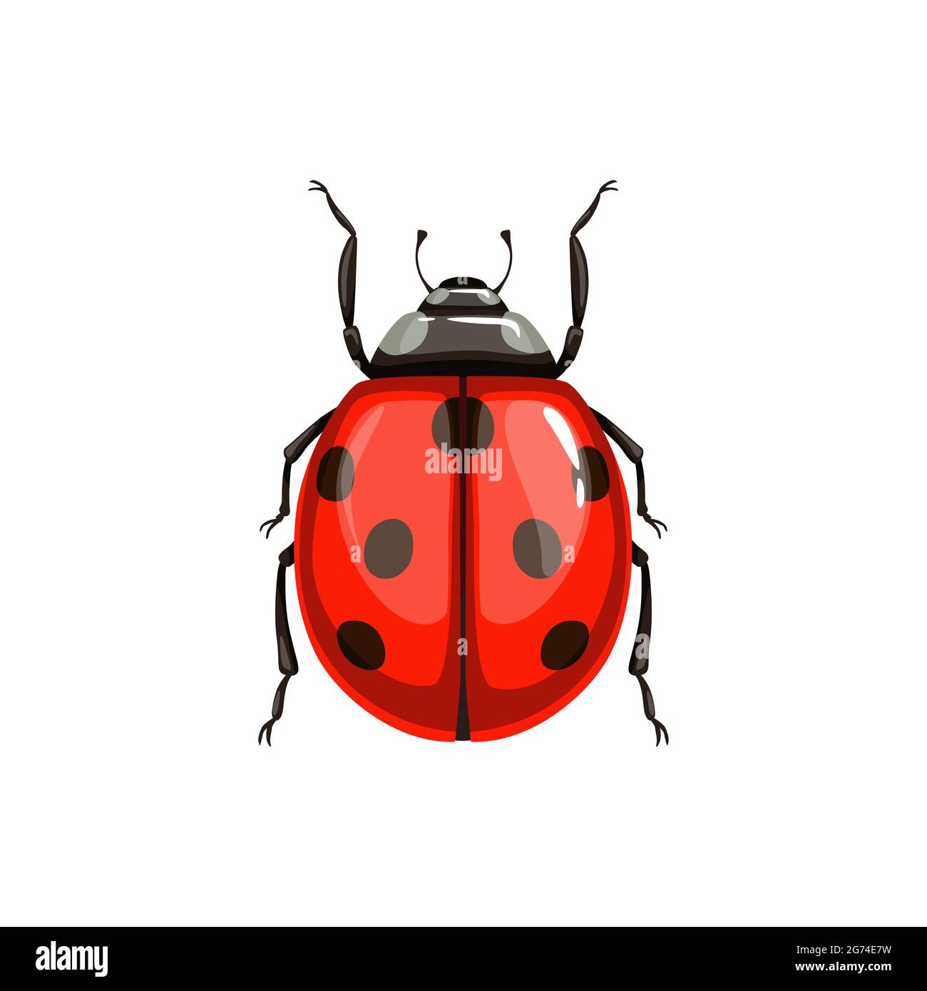 Ladybug beetle, insect parasite bug pest control and agriculture ...